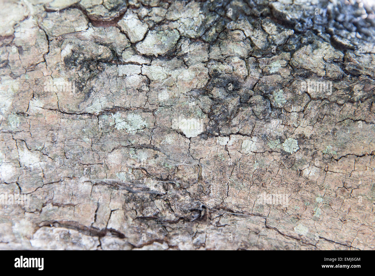 tree trunk bark texture Stock Photo - Alamy