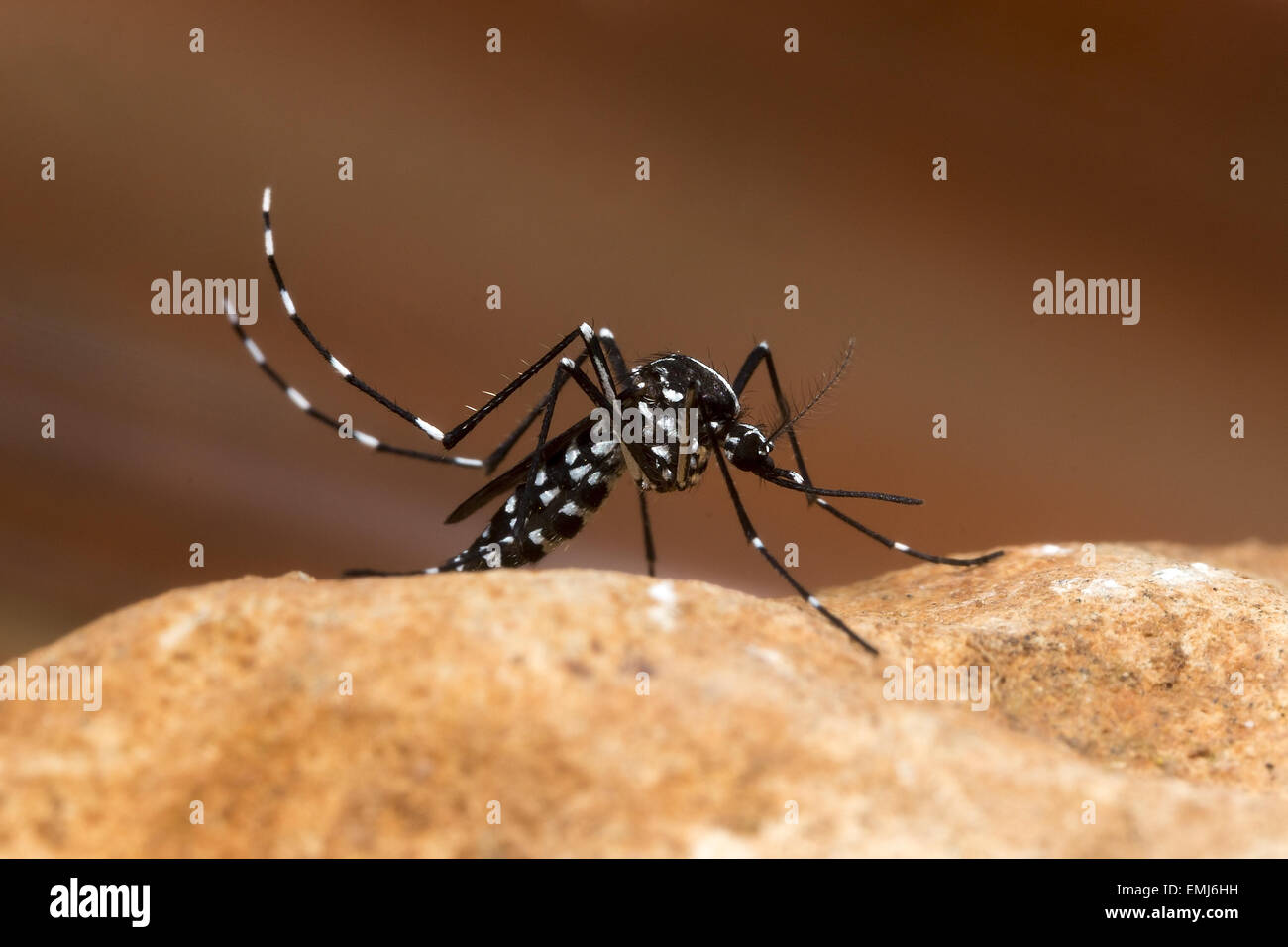 Asian Tiger mosquito Stock Photo - Alamy