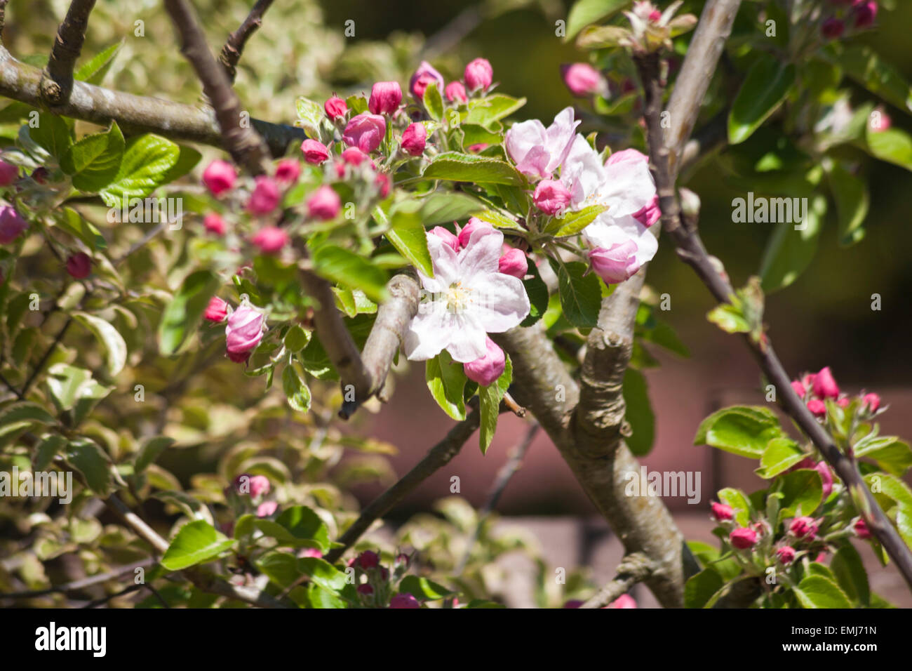 Blooms lasting a day hi-res stock photography and images - Alamy
