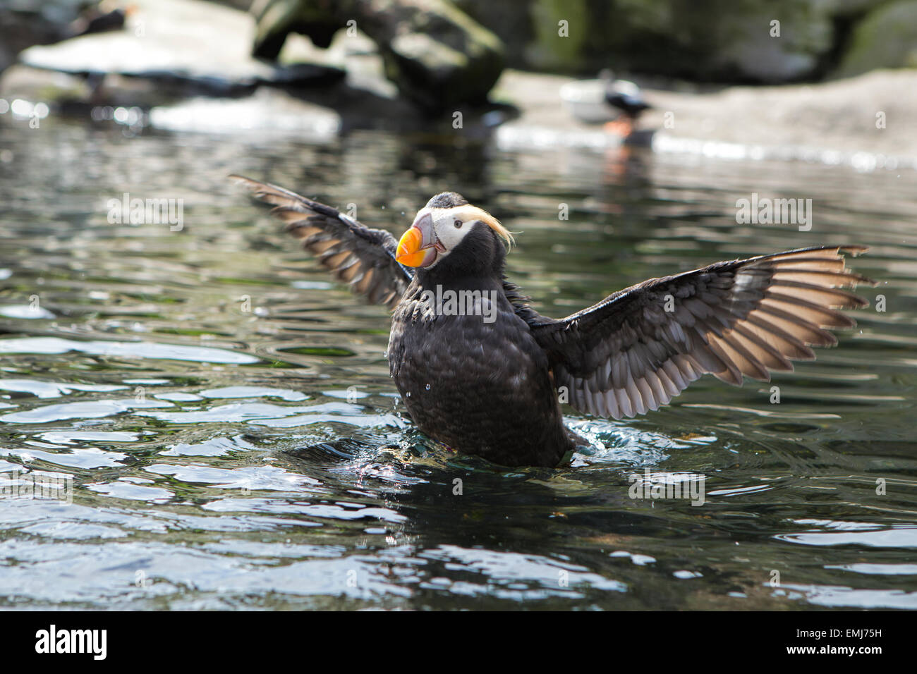 Puffin flaps its wings Stock Photo - Alamy