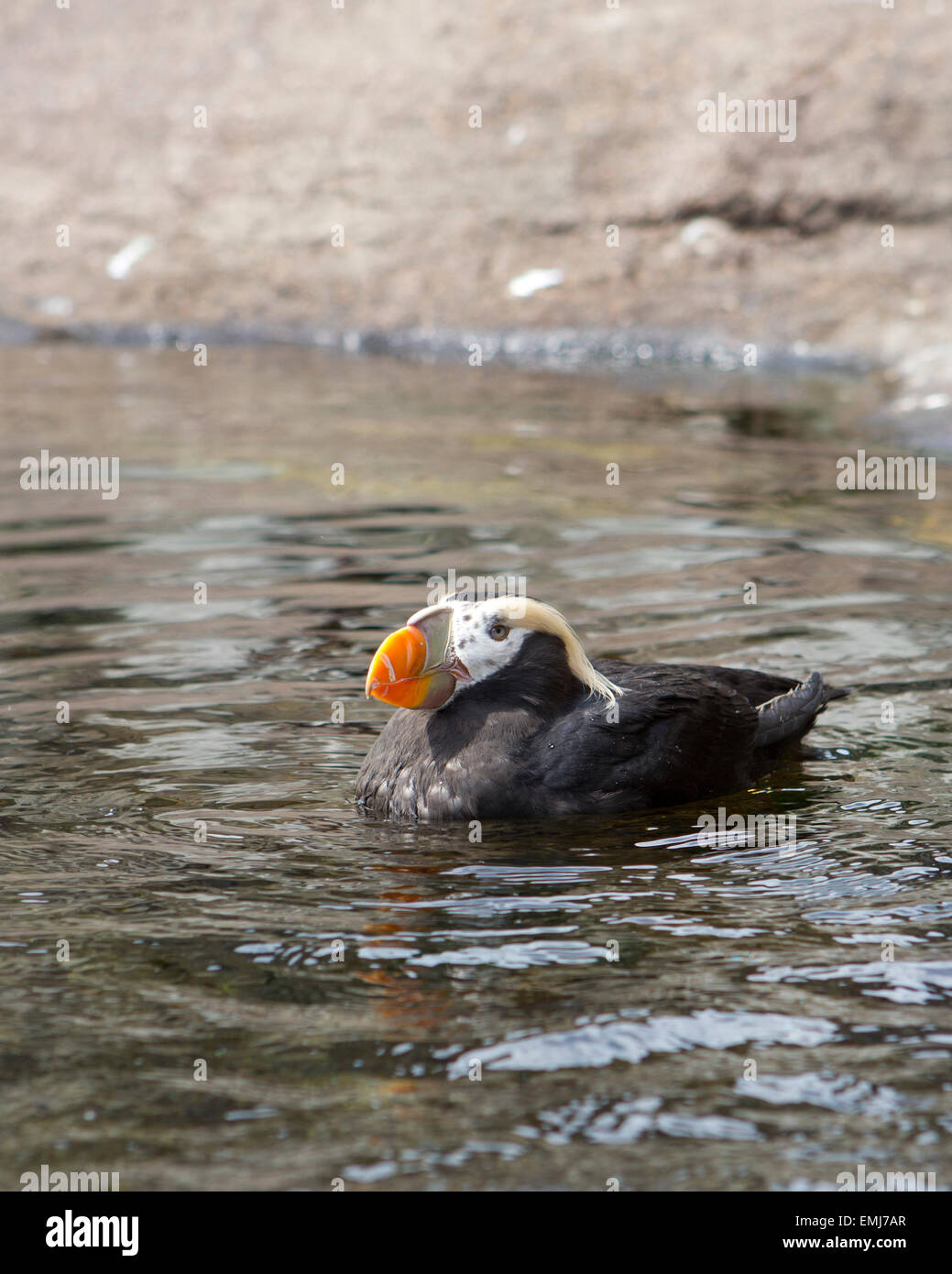 Side profile of puffin Stock Photo - Alamy
