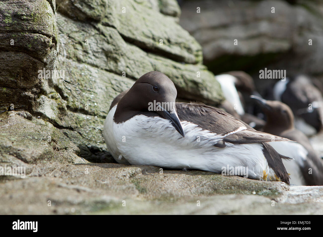 Close up of common murre Stock Photo - Alamy