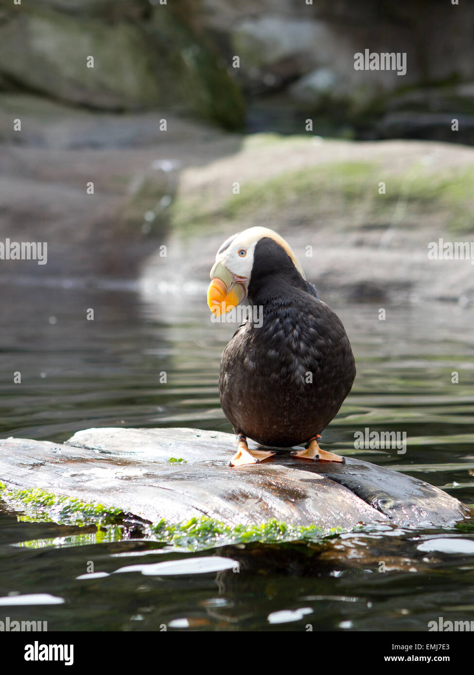 Puffin at the zoo Stock Photo - Alamy