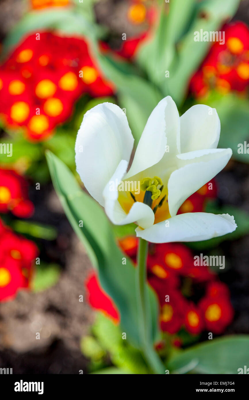 Flower Display, Terrace Gardens, Richmond Upon Thames, London, England ...