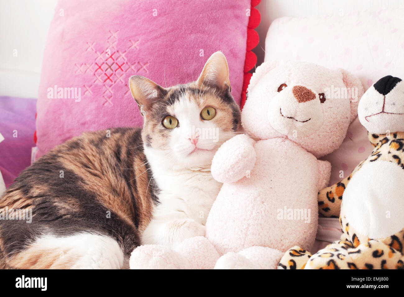 Cat and the peluche Stock Photo - Alamy