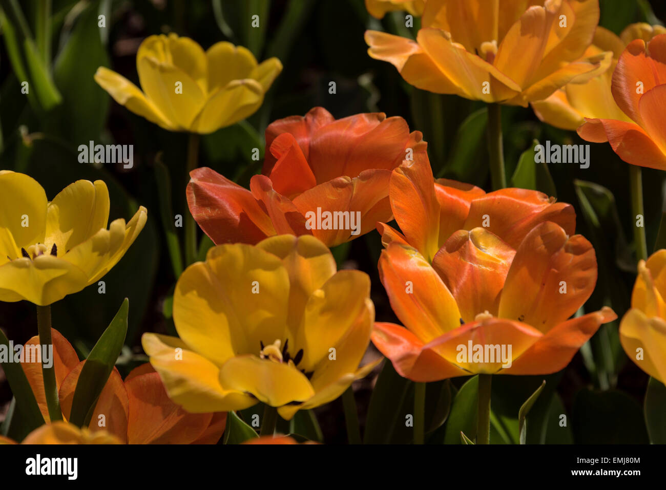 Yellow and Orange Tulips in Cluster Stock Photo - Alamy