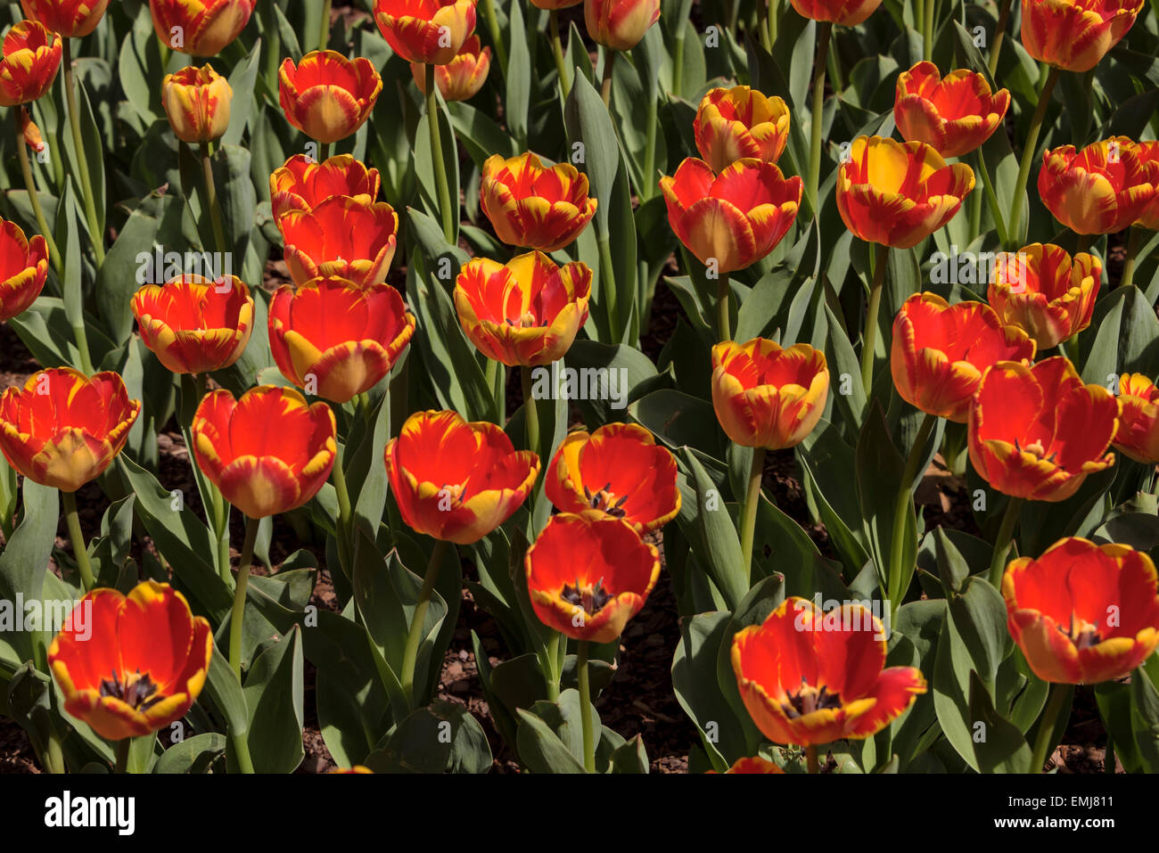 Red Tulips with Orange Tips in Bed Stock Photo - Alamy