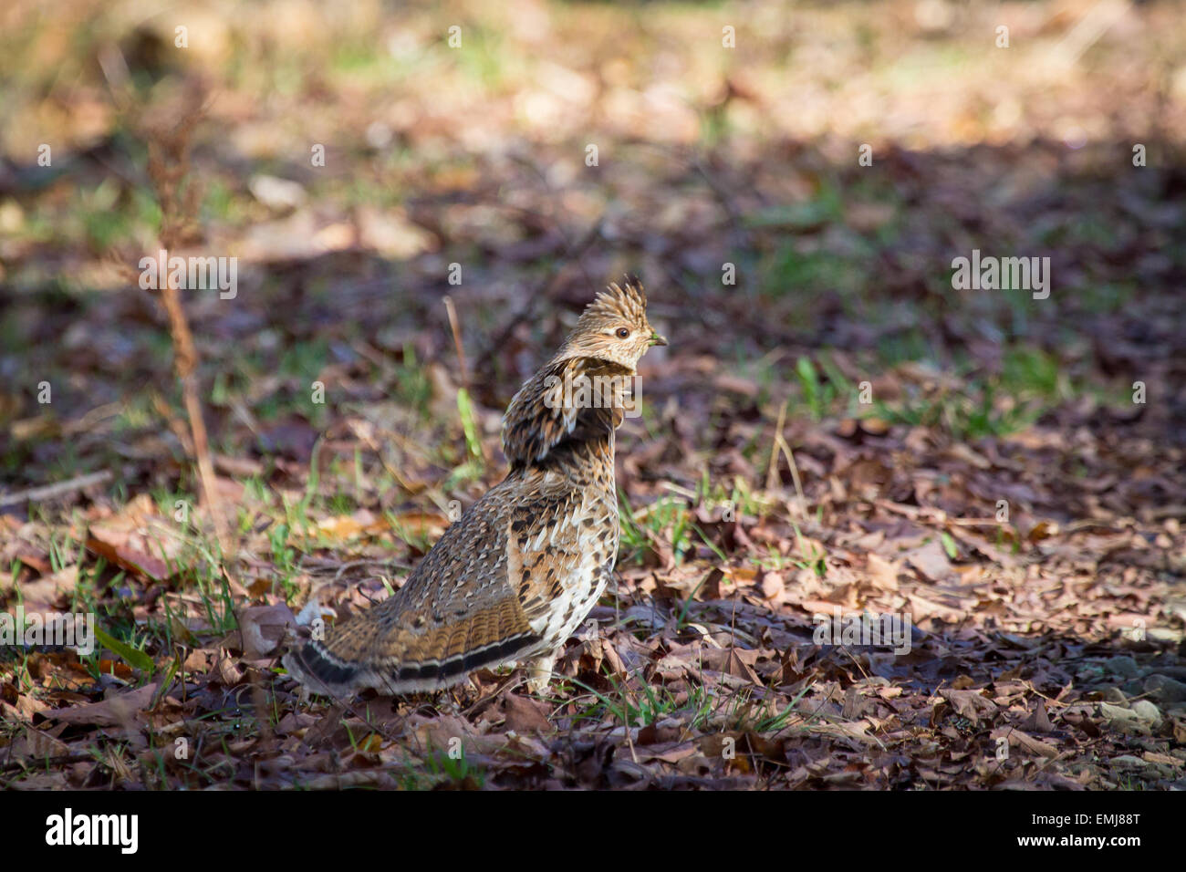 A Ruffed grouse displays his ruff and his tail fan as he struts and ...