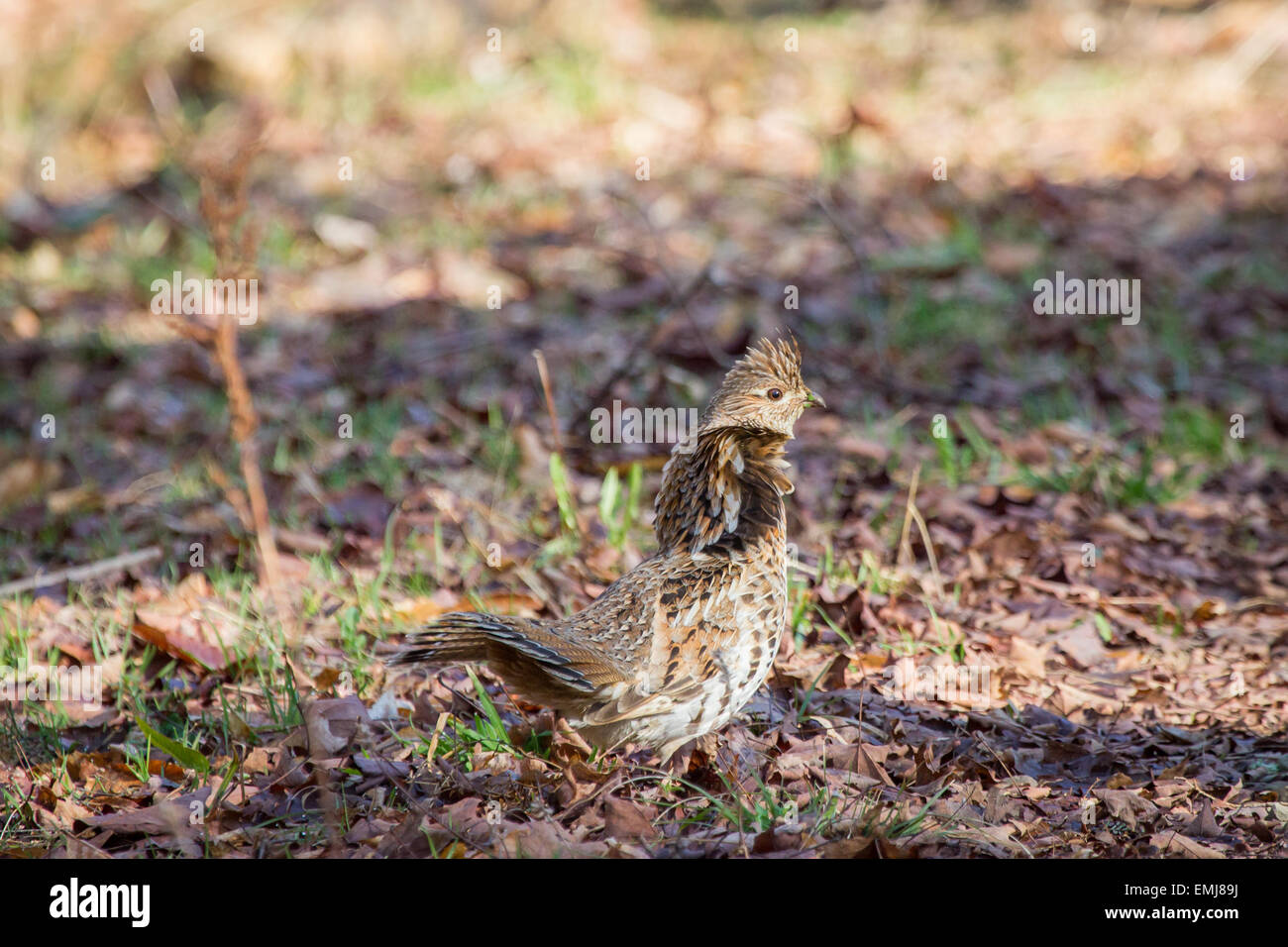 Ruffed grouse displaying hi-res stock photography and images - Alamy