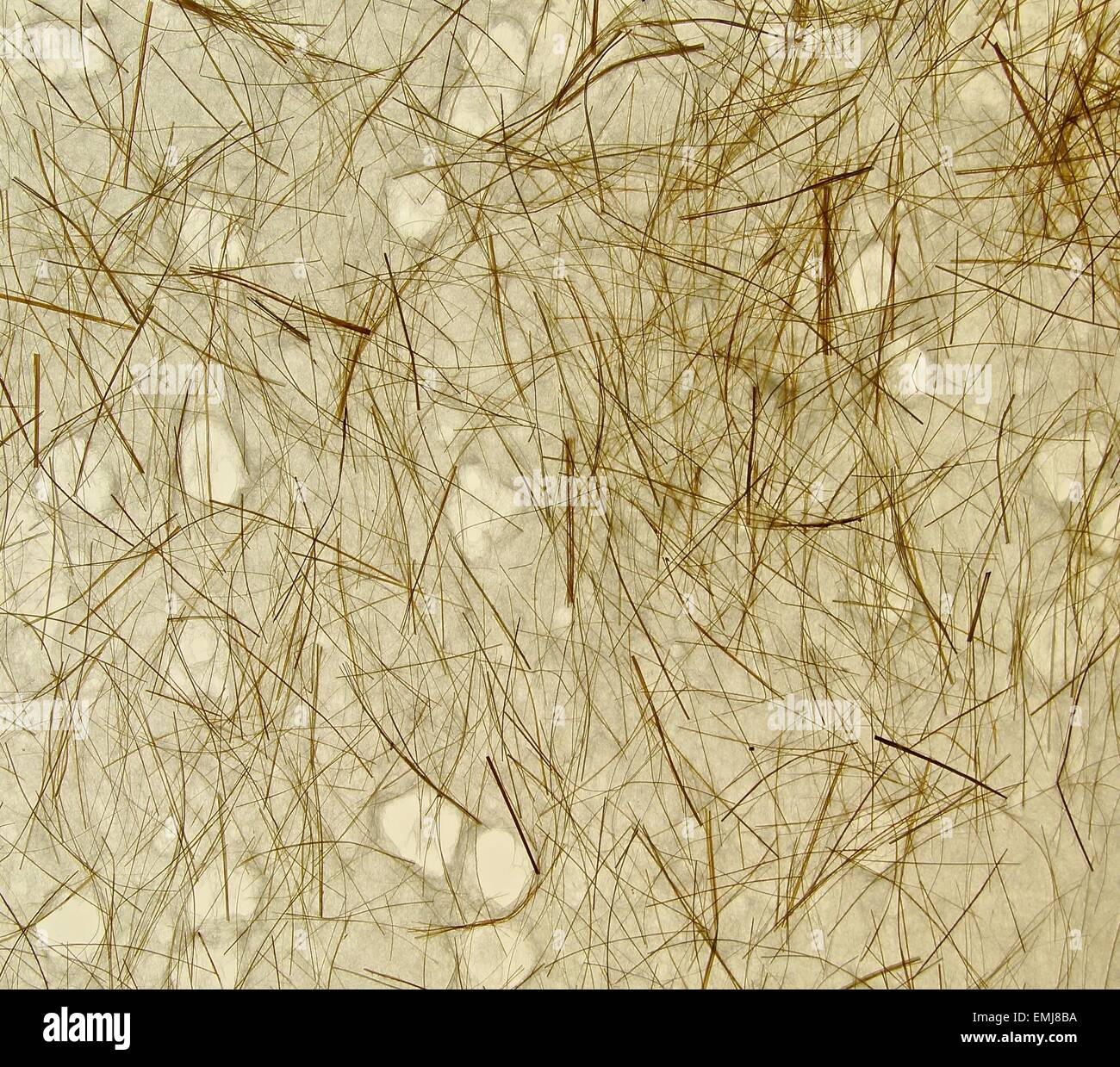 Hemp fiber hi-res stock photography and images - Alamy