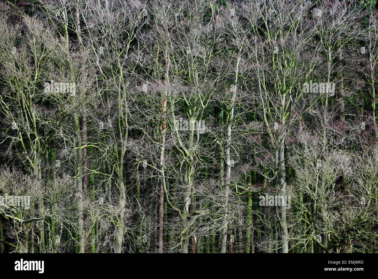 Tree trees branches forest hi-res stock photography and images - Alamy
