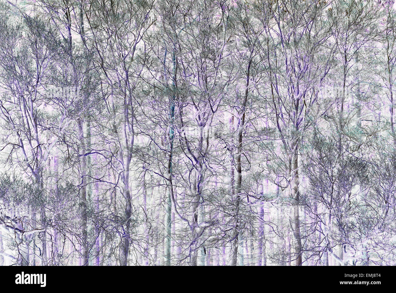 Trunks and branches of trees. Colour inverted Stock Photo - Alamy
