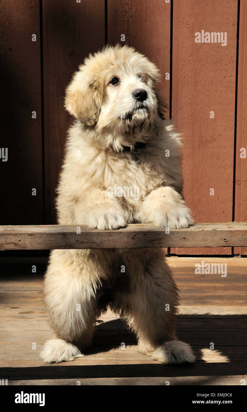 Great Pyrenees and Anatolian Shepard mix puppy, Chloe Stock Photo - Alamy