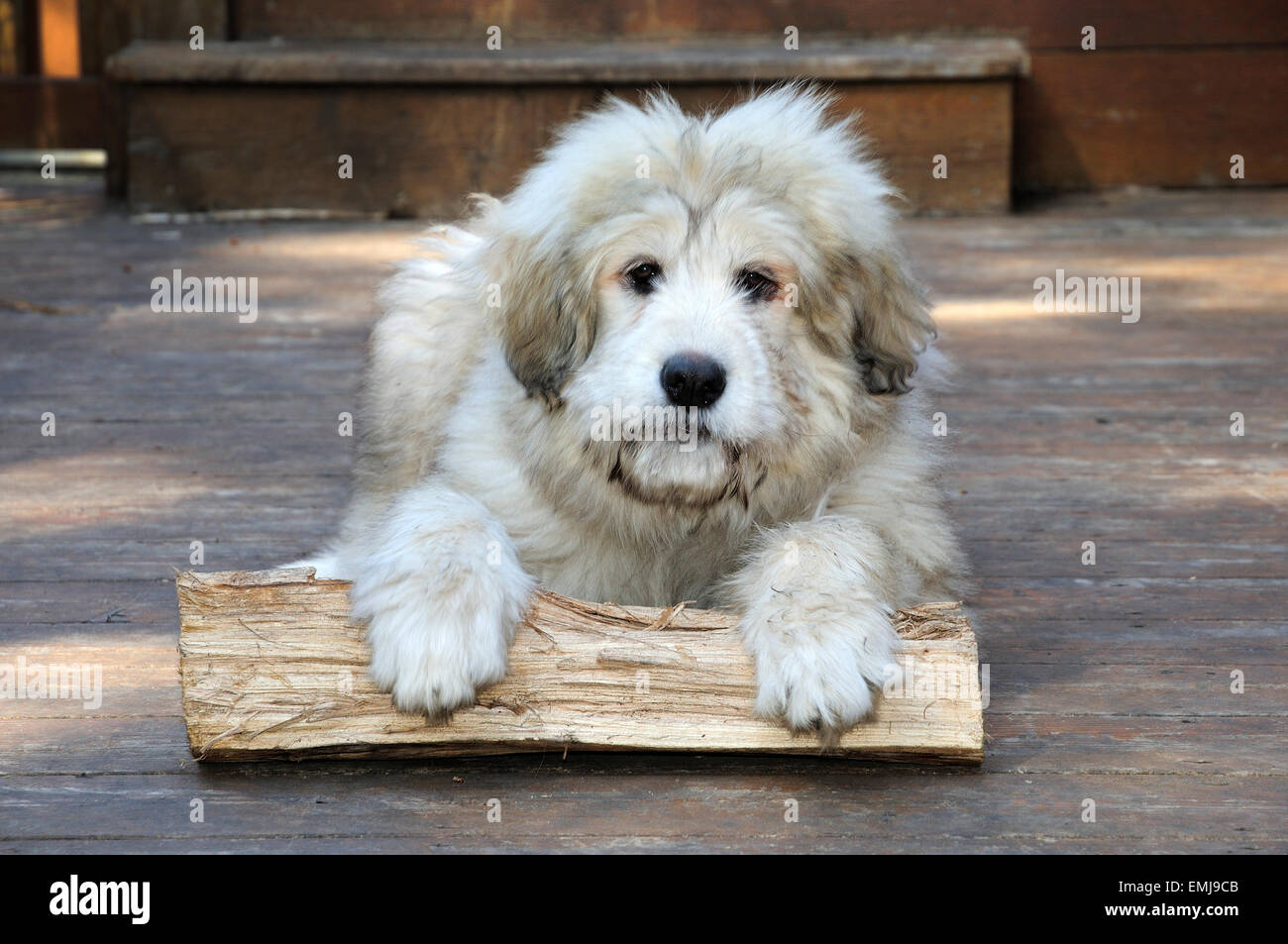 Great Pyrenees and Anatolian Shepard mix puppy, Chloe Stock Photo - Alamy