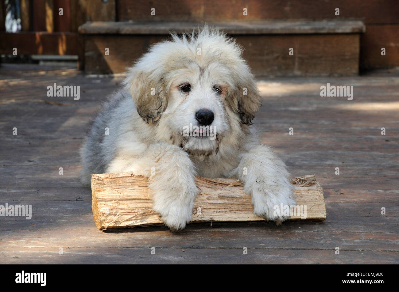 Great Pyrenees and Anatolian Shepard mix puppy, Chloe Stock Photo - Alamy
