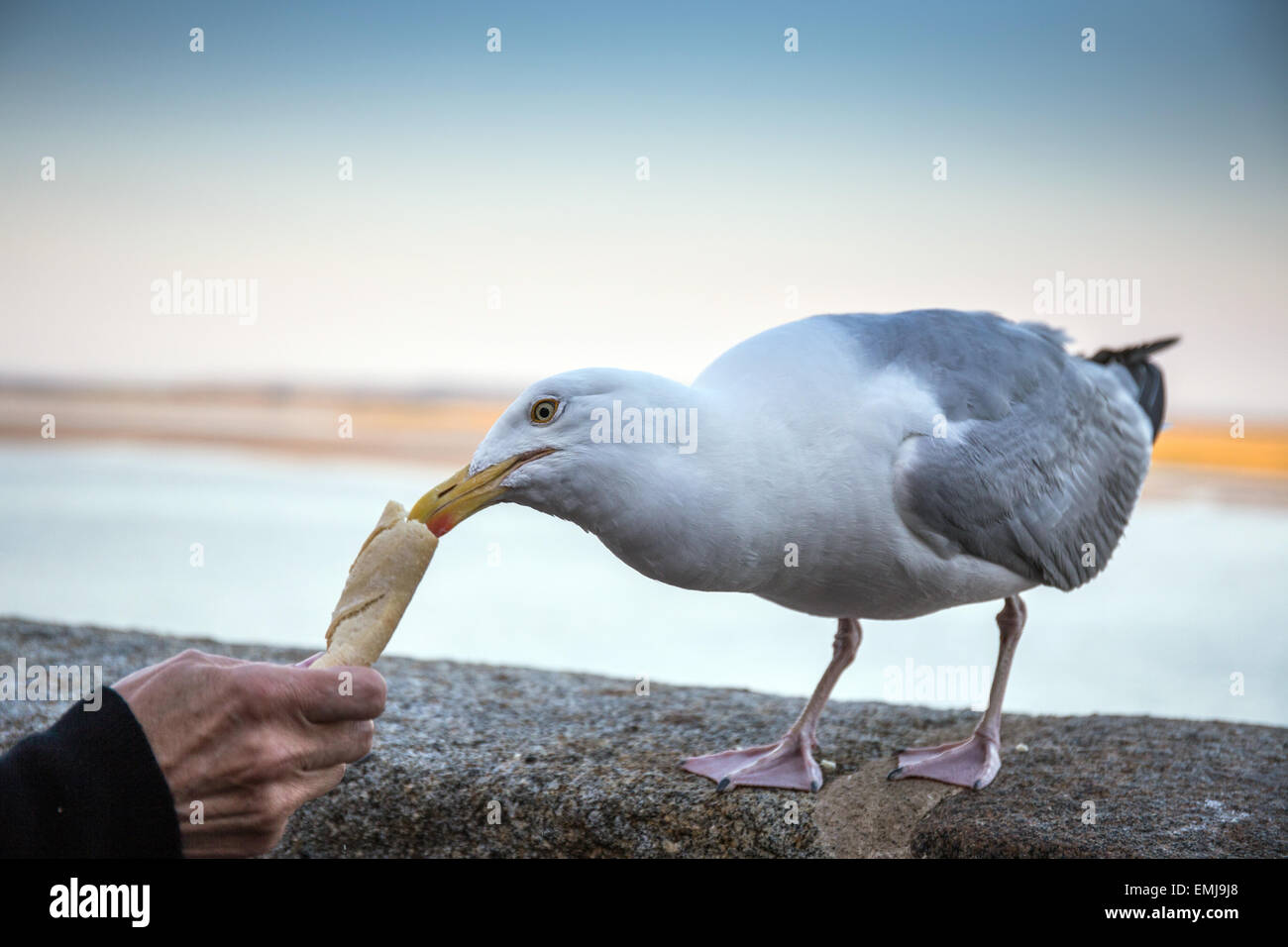 Seagull mont saint michel normandy hi-res stock photography and images ...