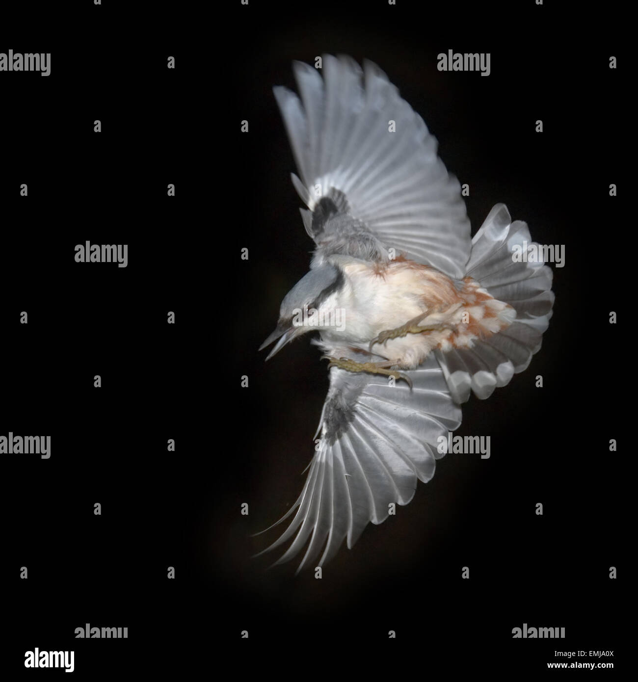 Flying Eurasian Nuthatch Stock Photo - Alamy