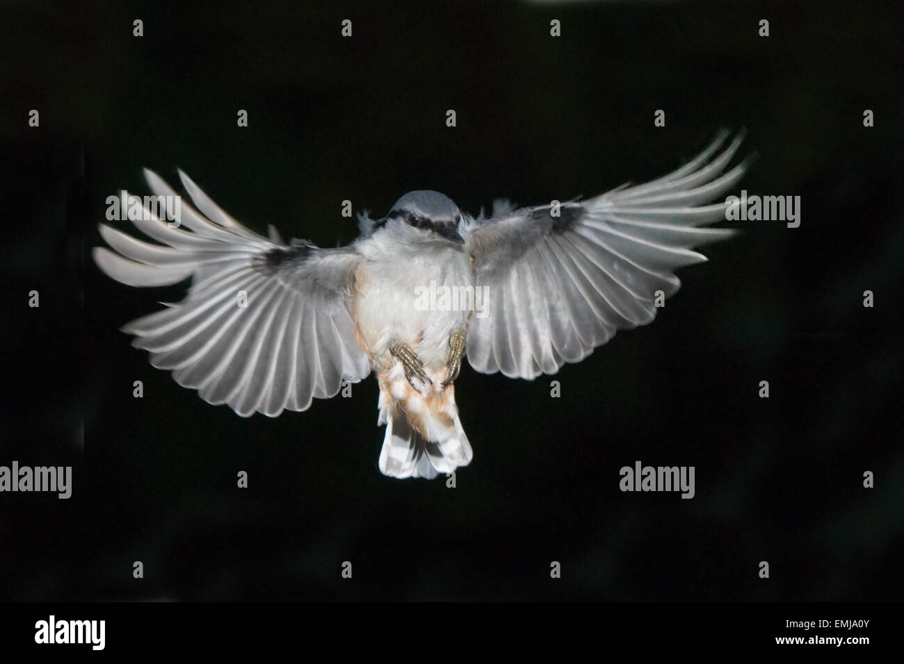 Flying Eurasian Nuthatch Stock Photo - Alamy