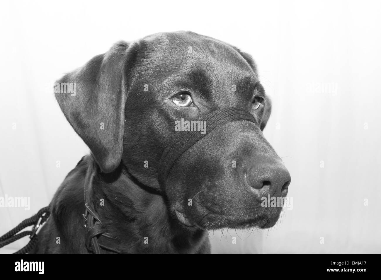 labrador, Labrador, dog, canine, holter collar, vets, breed, cute ...