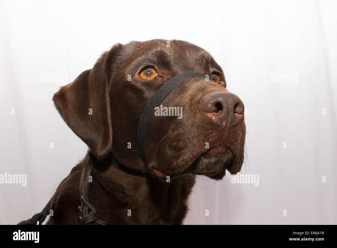 labrador, Labrador, dog, canine, holter collar, vets, breed, cute ...
