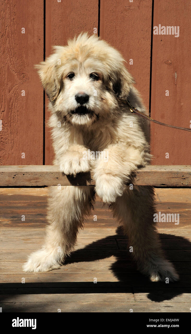 Great Pyrenees and Anatolian Shepard mix puppy, Chloe Stock Photo - Alamy