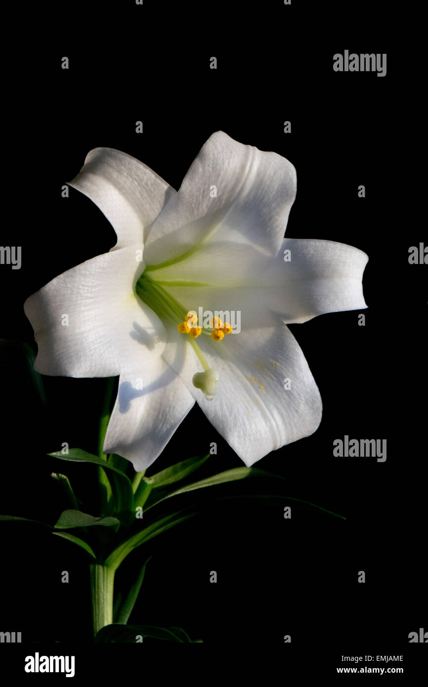 An Easter Lily Stock Photo - Alamy