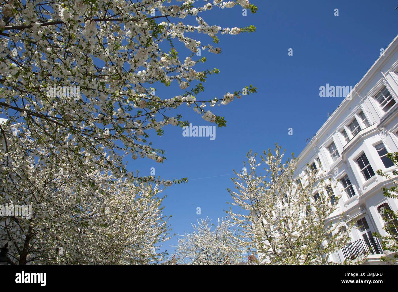 London, UK. 21st Apr, 2015. White cherry blossom on trees in April on a ...