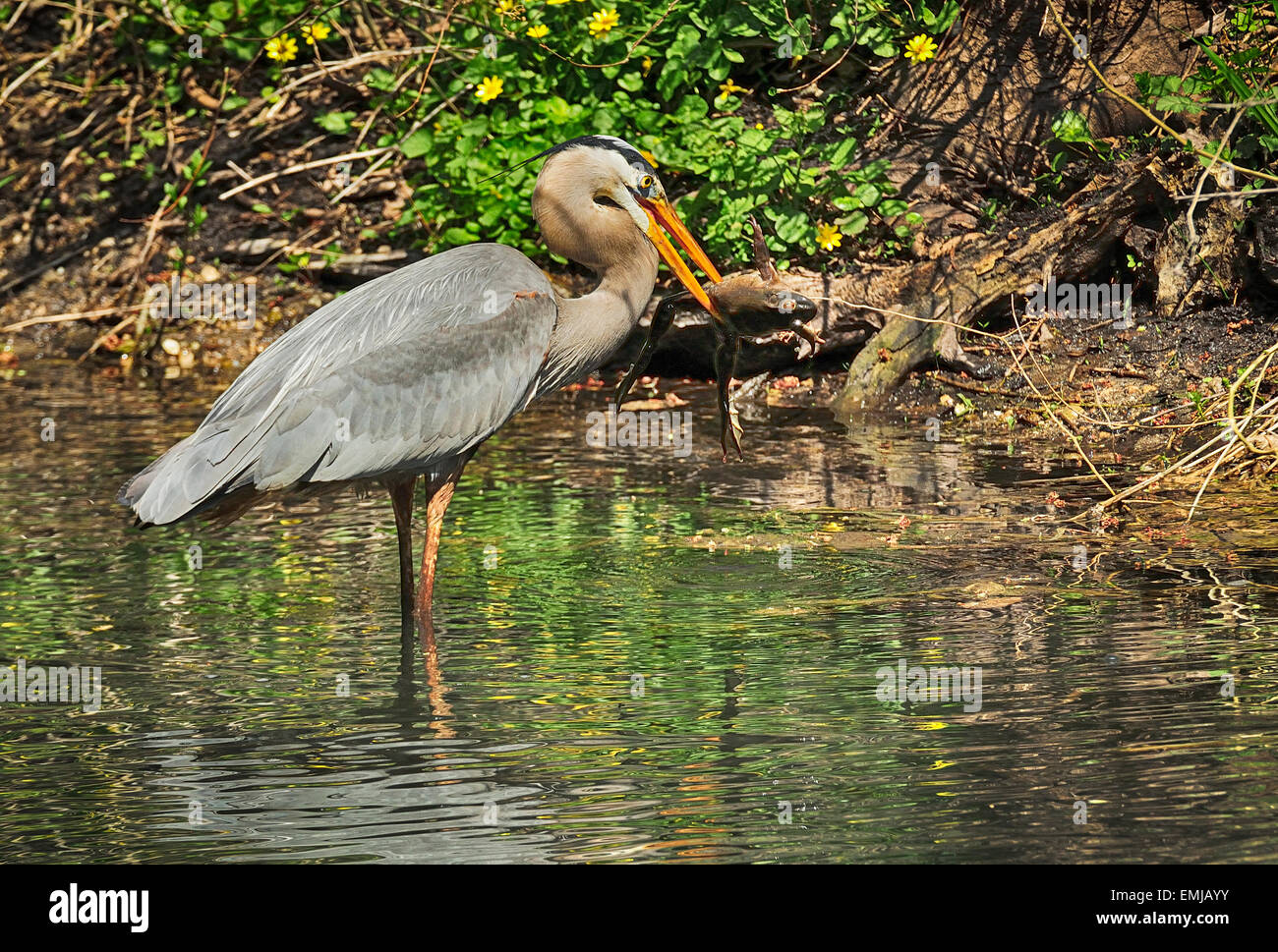 Giant frog hunting hi-res stock photography and images - Alamy