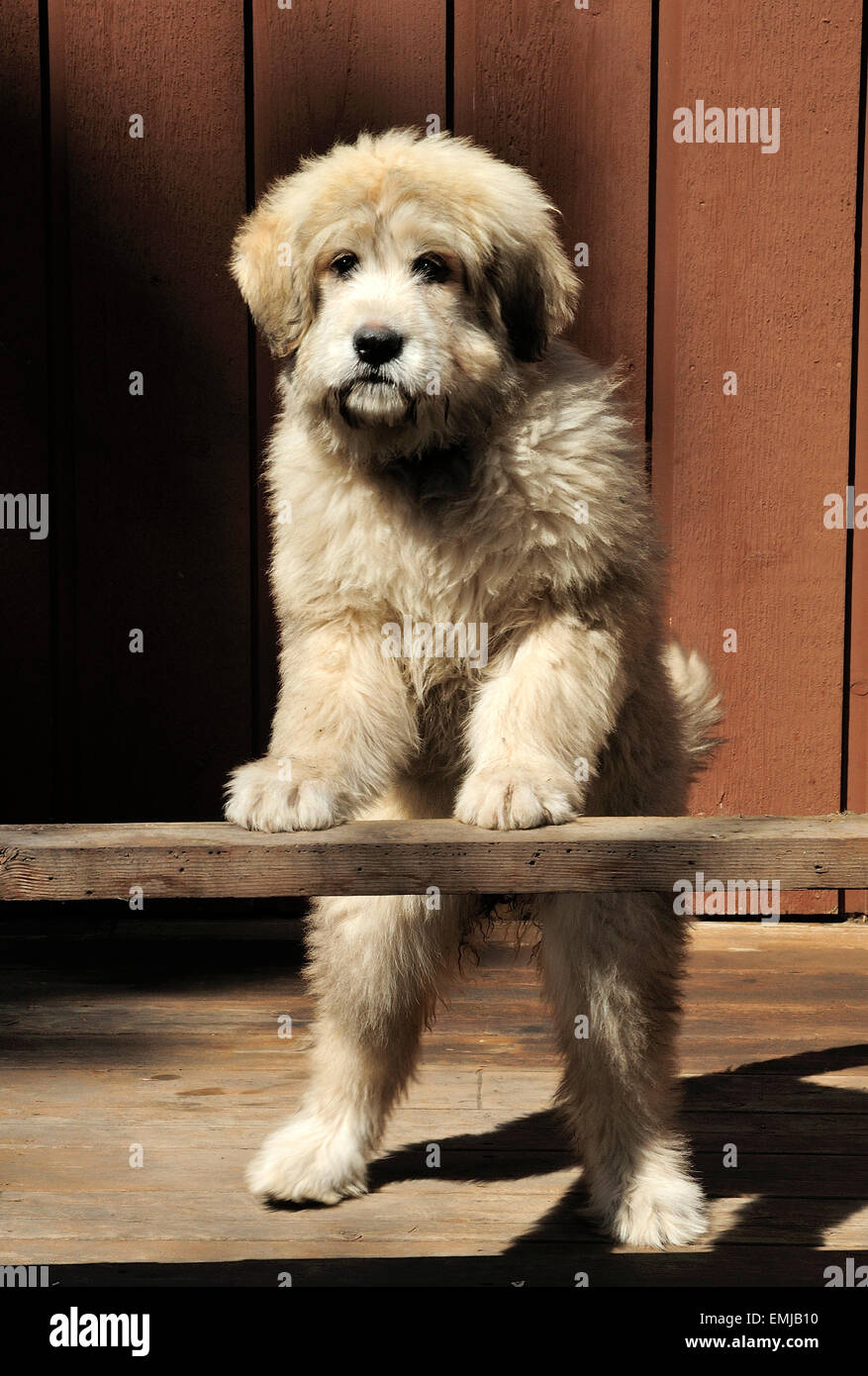 Great Pyrenees and Anatolian Shepard mix puppy, Chloe Stock Photo - Alamy