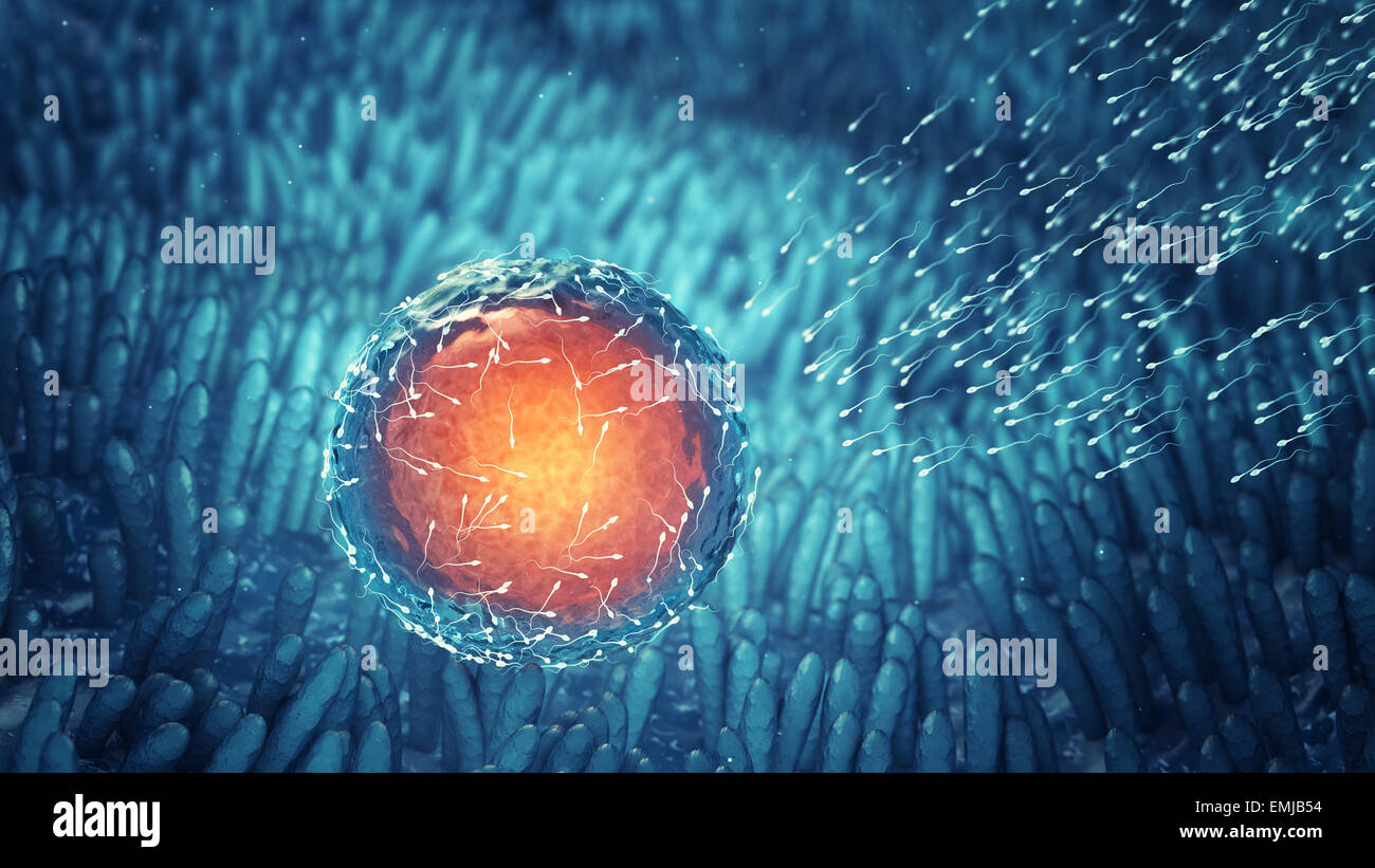 Sperm cells fertilizing an egg cell , Conception , Fertilization Stock ...