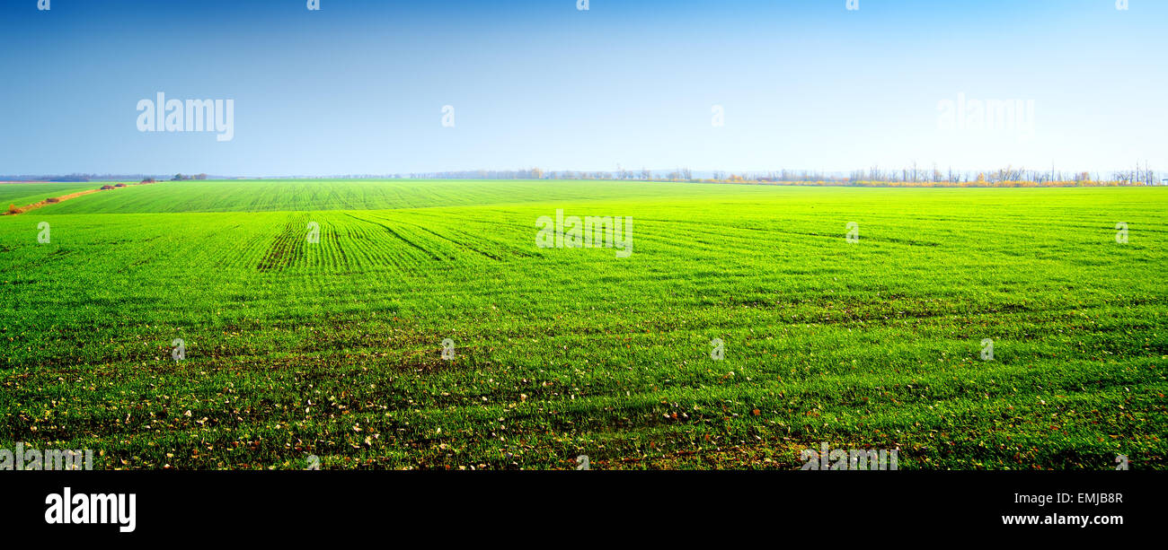 Autumn landscape field crops hi-res stock photography and images - Alamy