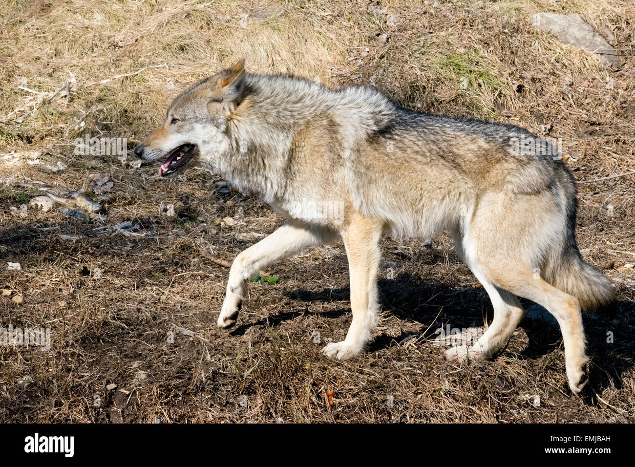 A Timber Wolf in spring Stock Photo - Alamy