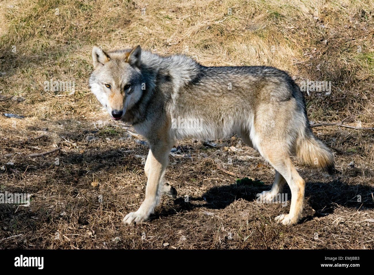 A Timber Wolf in spring Stock Photo - Alamy