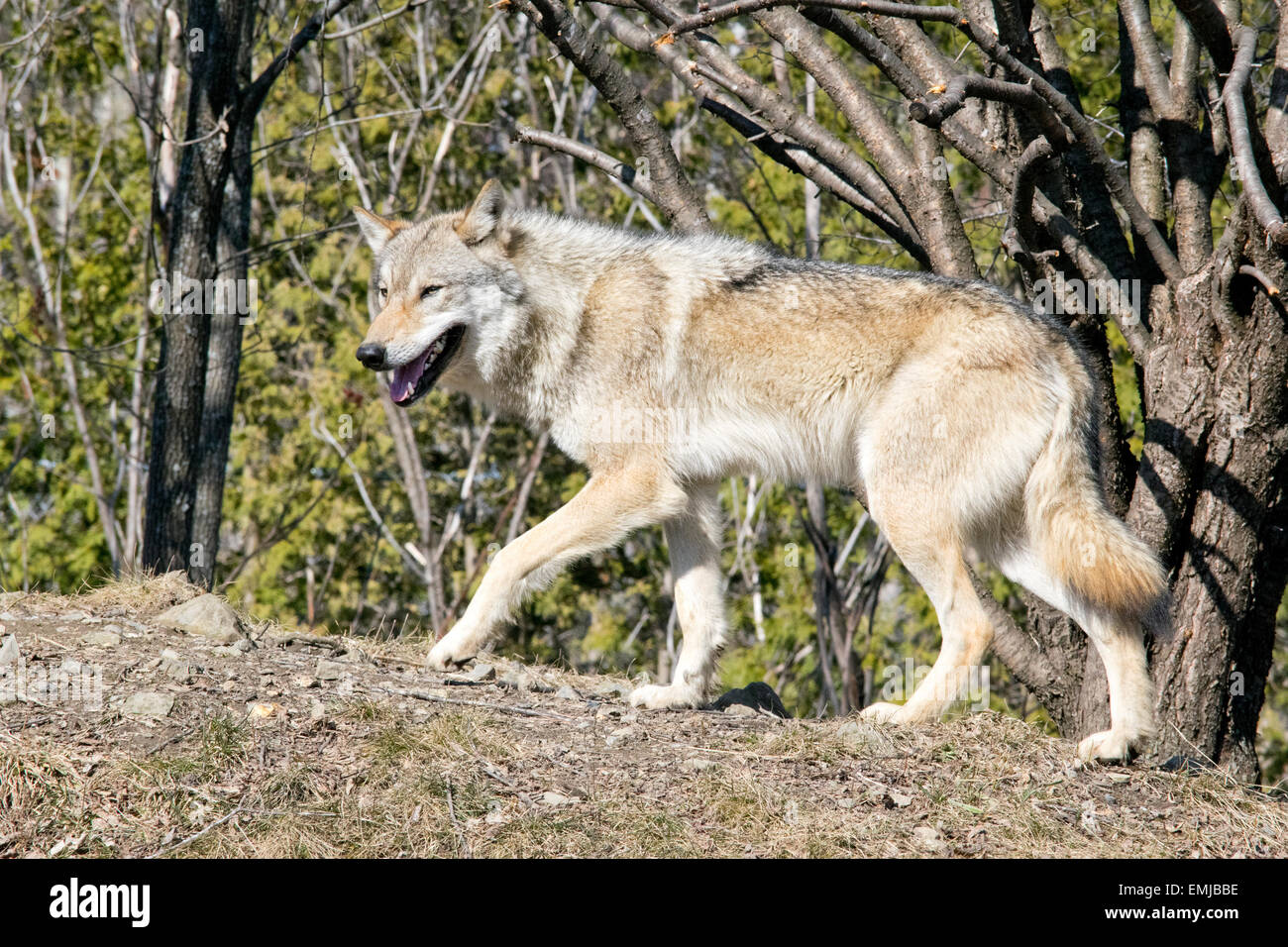 A Timber Wolf in spring Stock Photo - Alamy