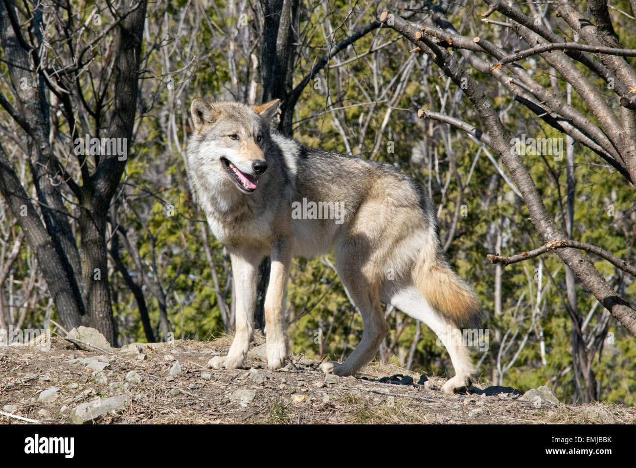 A Timber Wolf in spring Stock Photo - Alamy