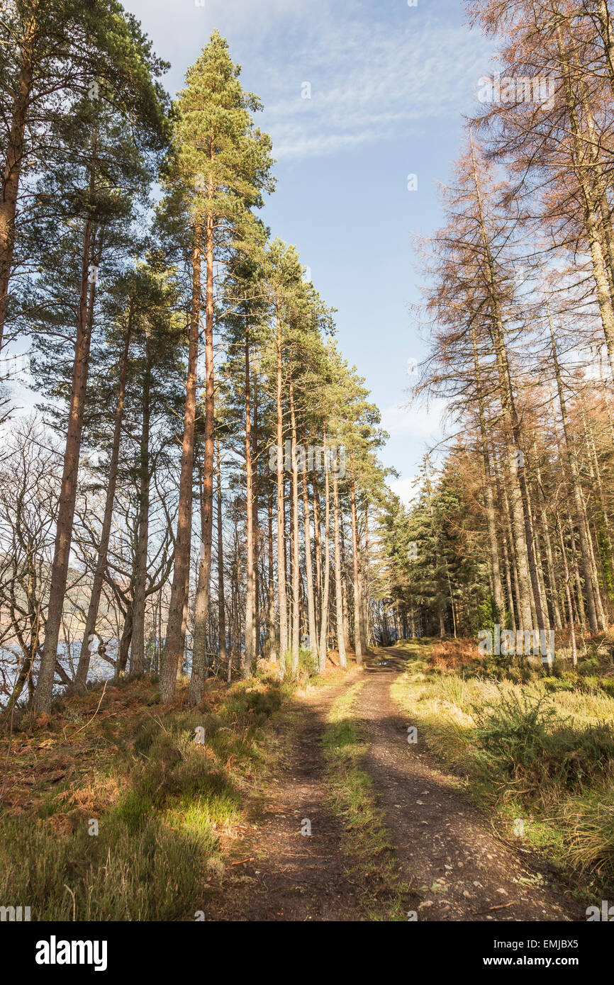 Forest track at Dores by Loch Ness in Scotland Stock Photo - Alamy
