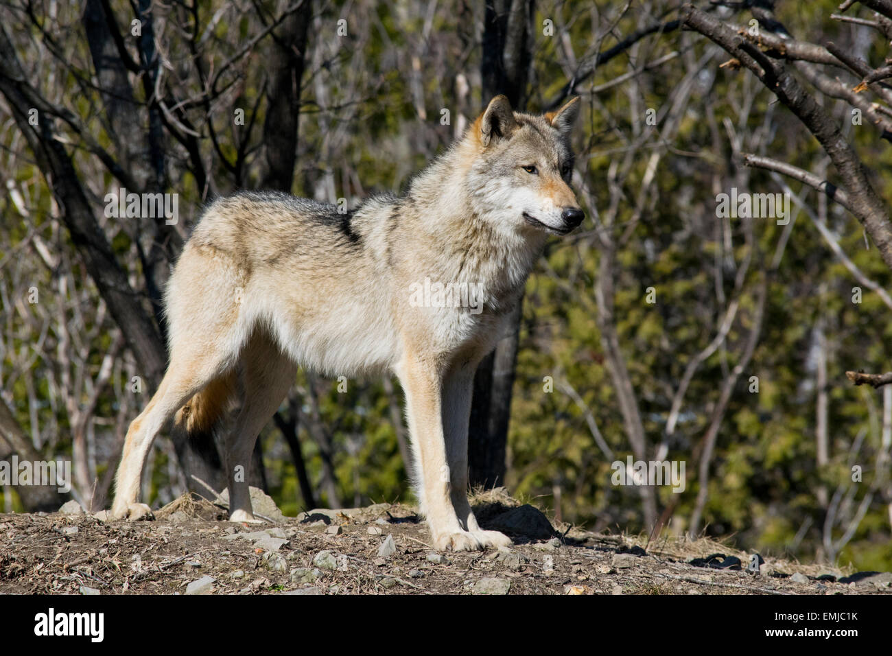 A Timber Wolf in spring Stock Photo - Alamy