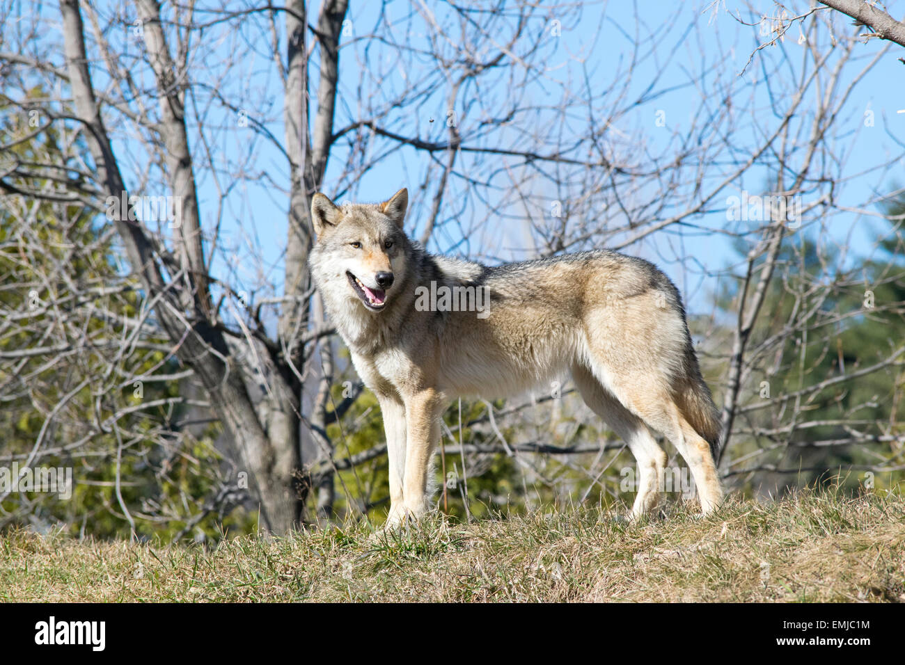 A Timber Wolf in spring Stock Photo - Alamy