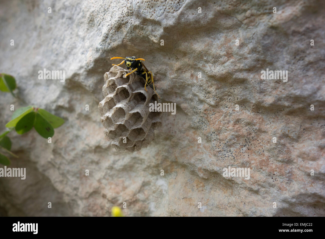 Mediterranean insects hi-res stock photography and images - Alamy