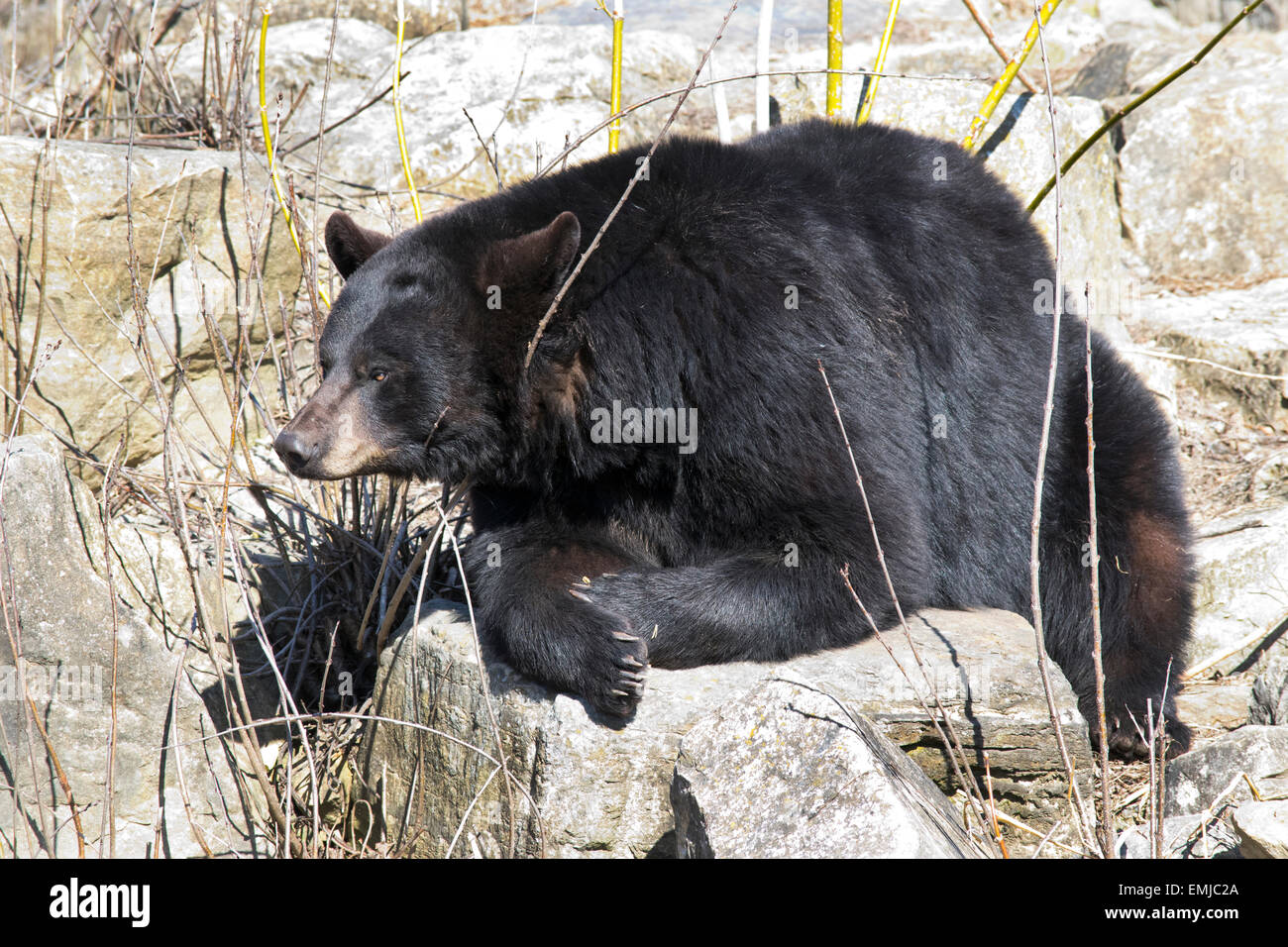 A very relaxed Black Bear Stock Photo - Alamy