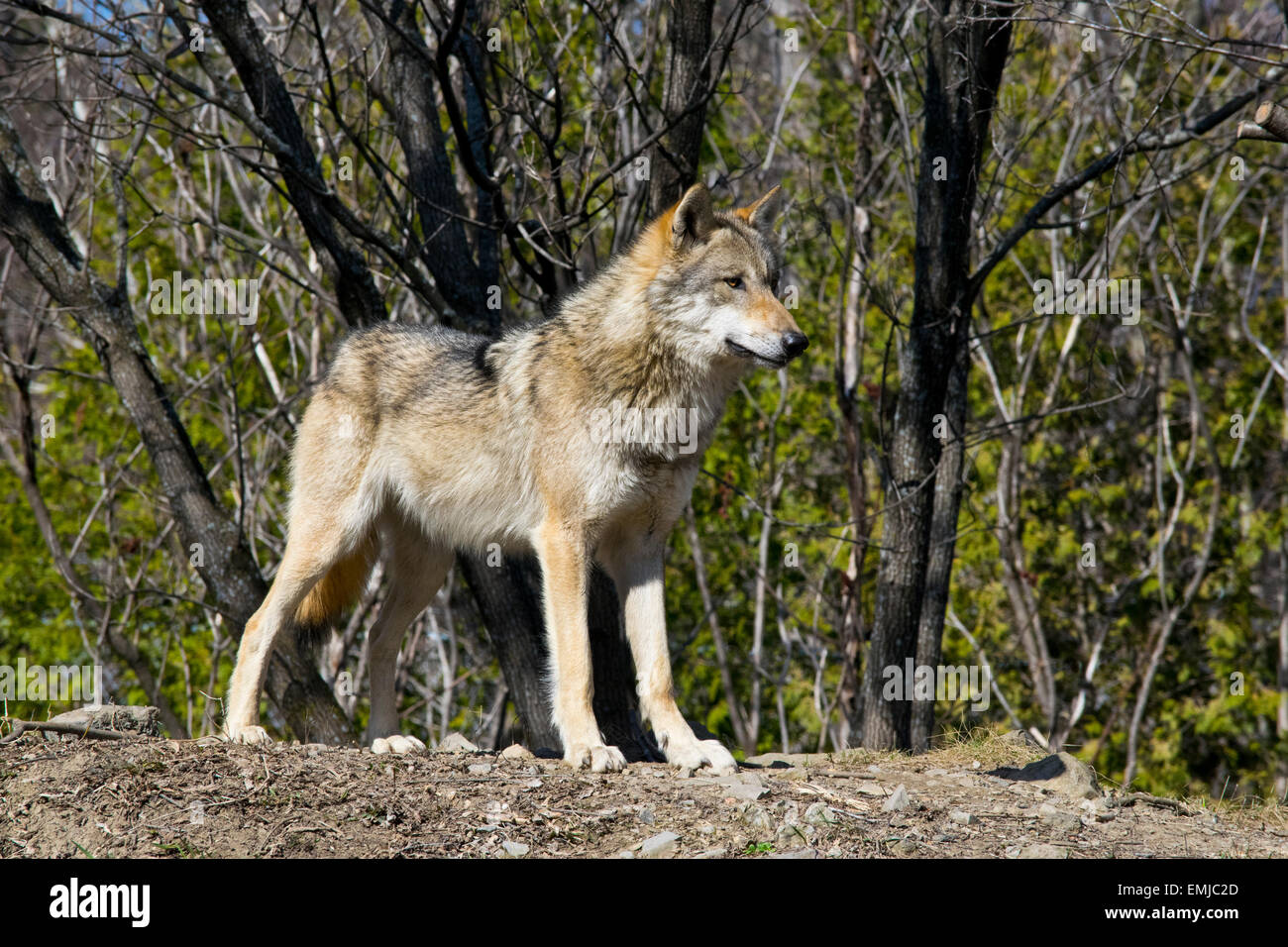 A view of a Timber Wolf Stock Photo - Alamy