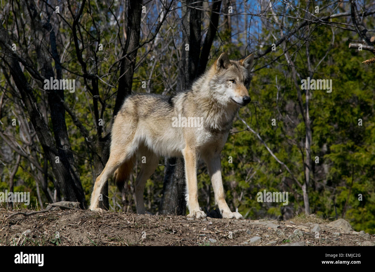 A view of a Timber Wolf Stock Photo - Alamy
