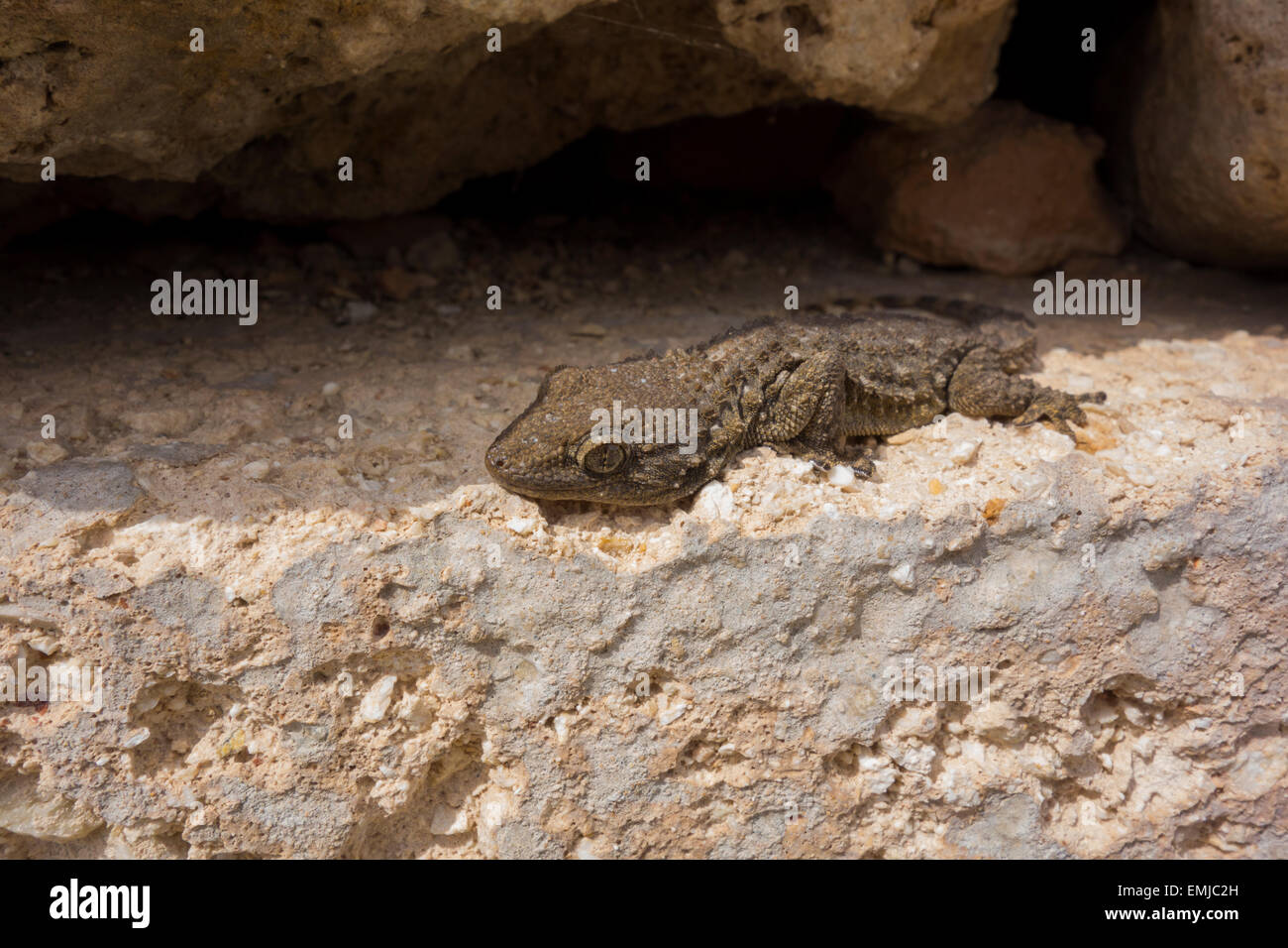 Mediterranean House Gecko, Hemidactylus turcicus, from Malta ...