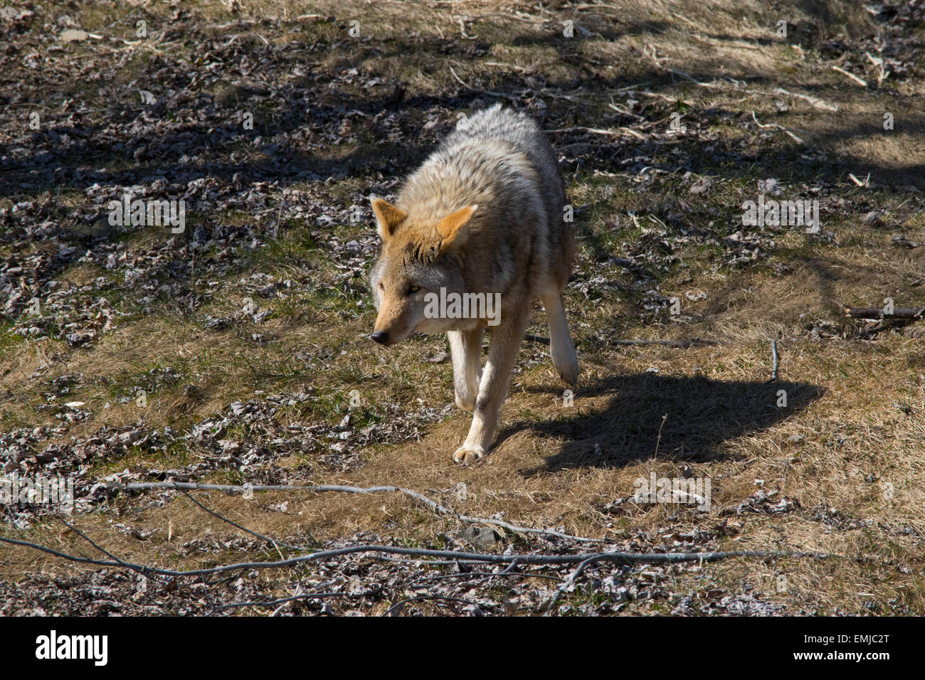 A view of a Coyote Stock Photo - Alamy