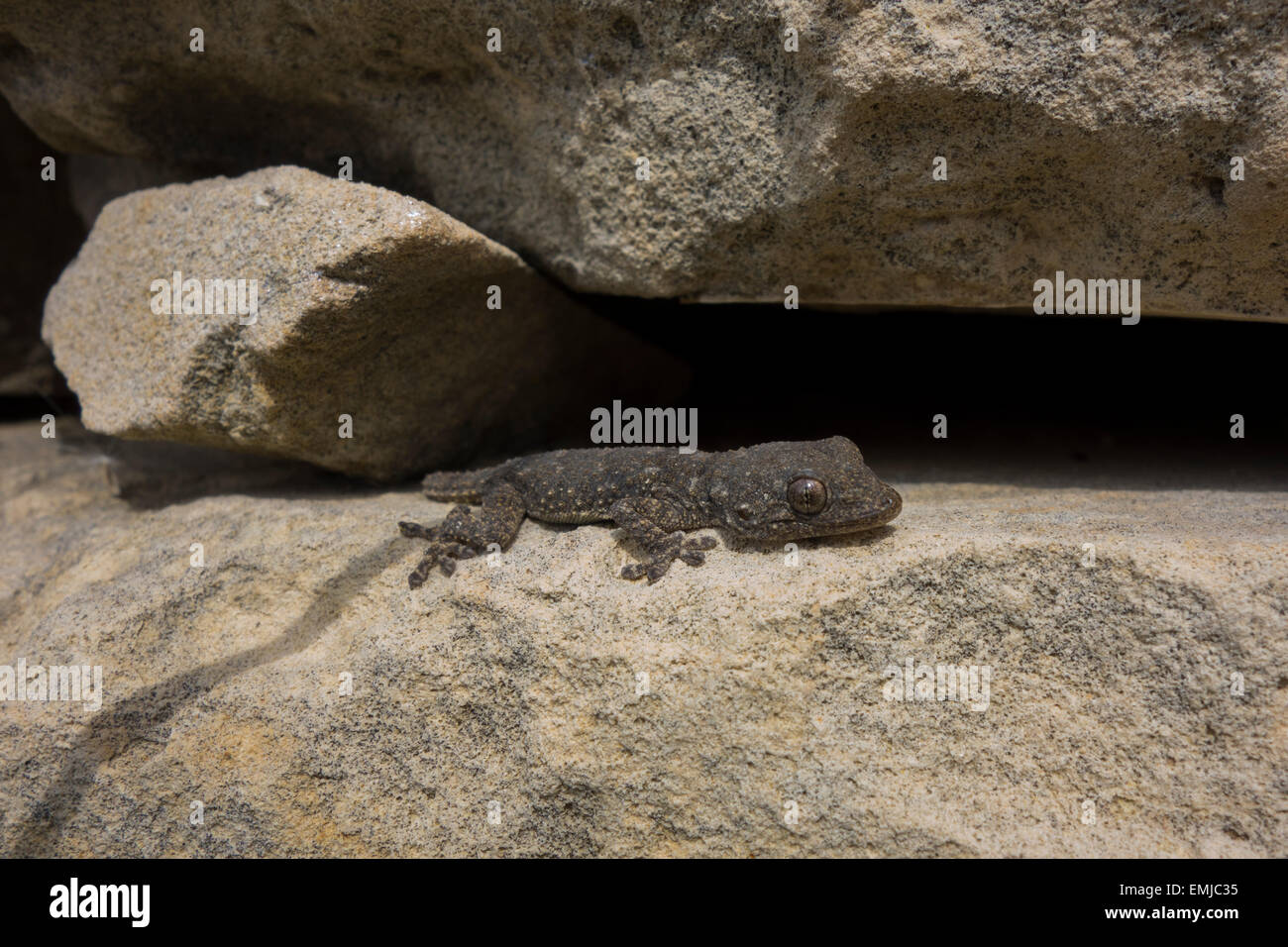Mediterranean House Gecko, Hemidactylus turcicus, from Malta ...