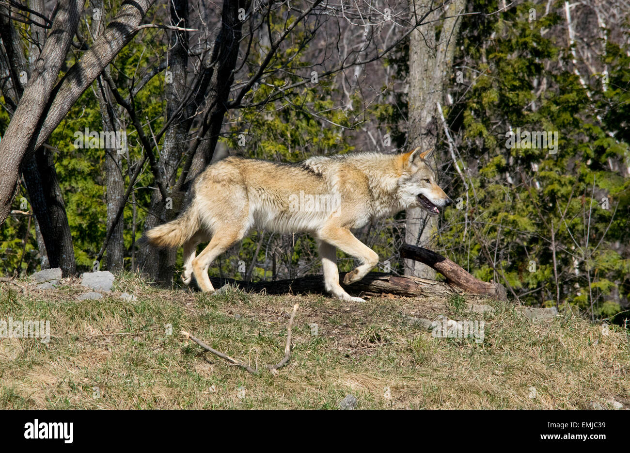 A view of a Timber Wolf Stock Photo - Alamy