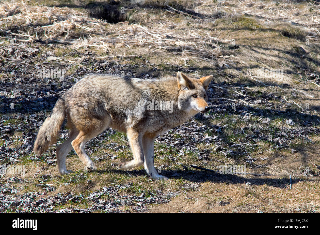 A view of a Coyote Stock Photo - Alamy