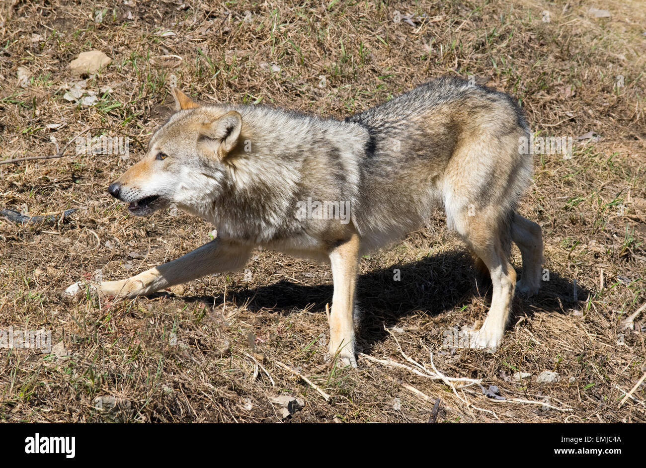 A shy Timber Wolf Stock Photo - Alamy