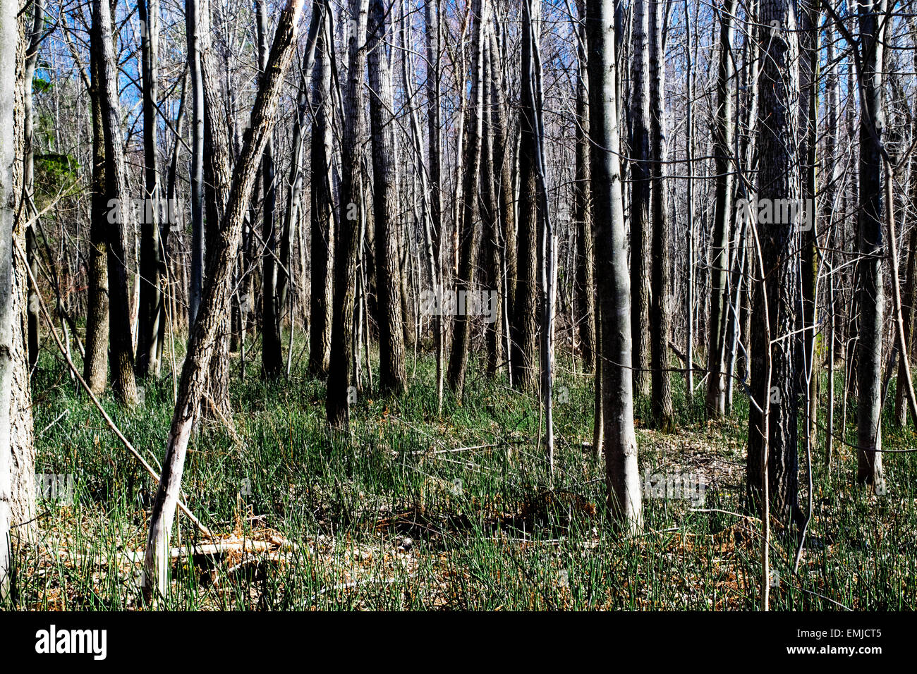 A view of a forest in spring Stock Photo - Alamy
