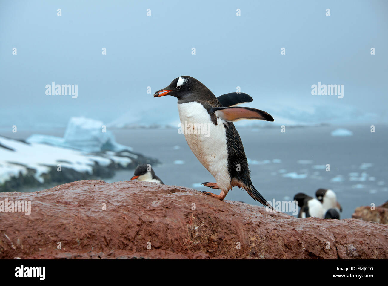 Gentoo Penguin carrying pebble in beak Peterman Island Antarctic ...